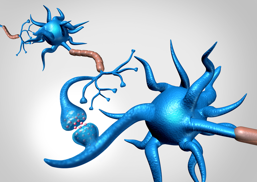 IB Psych Key Terms Quiz - THE BIOLOGICAL APPROACH | IB Psychology