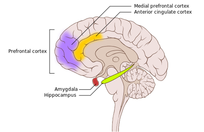 Stress And The Hippocampus The Ib Psychology Blog