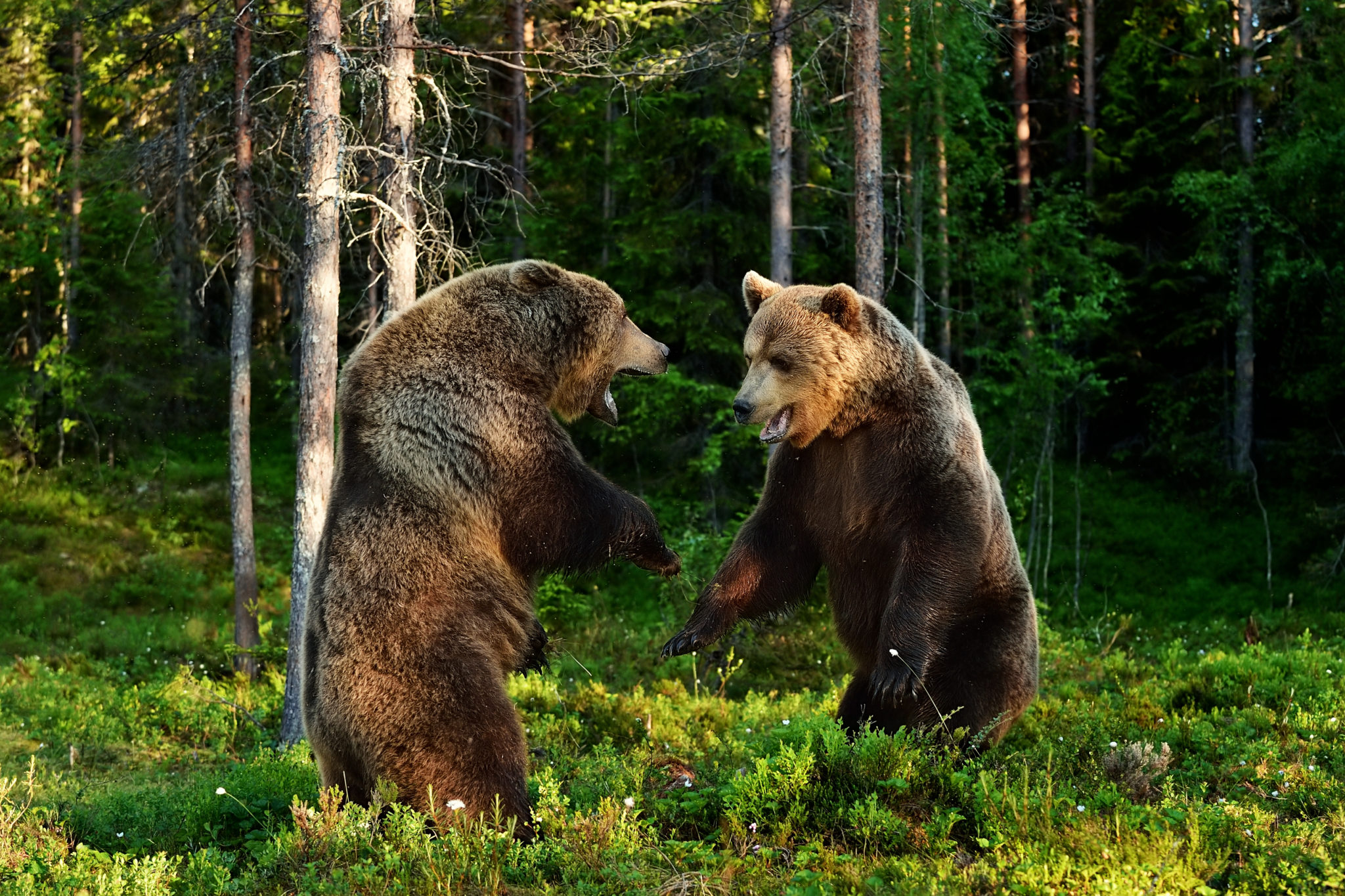 Brown bear fight. Brown bear aggression. Bears fighting. | IB Theory of ...